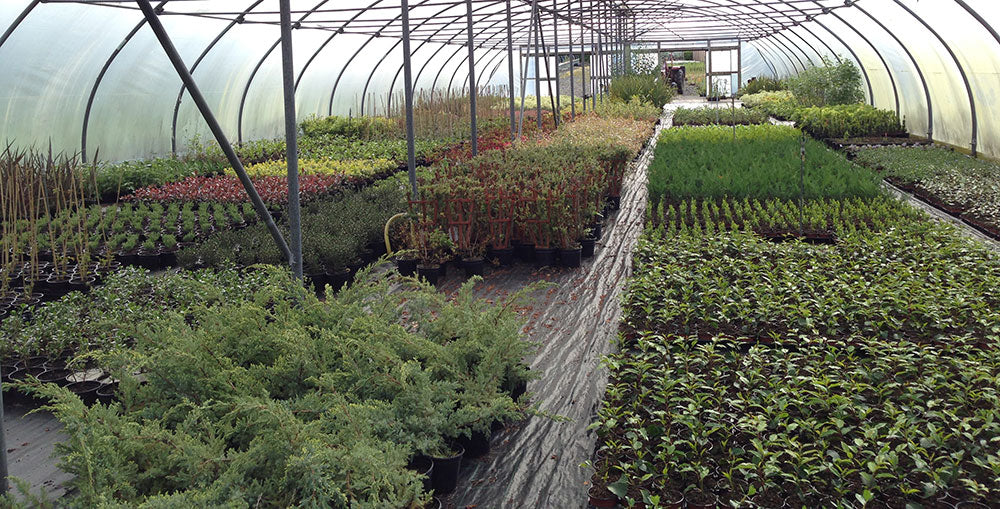 Nursery Seconds – Martin's Nursery