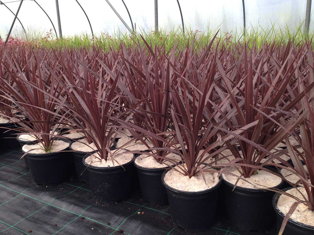 Palms – Martin's Nursery