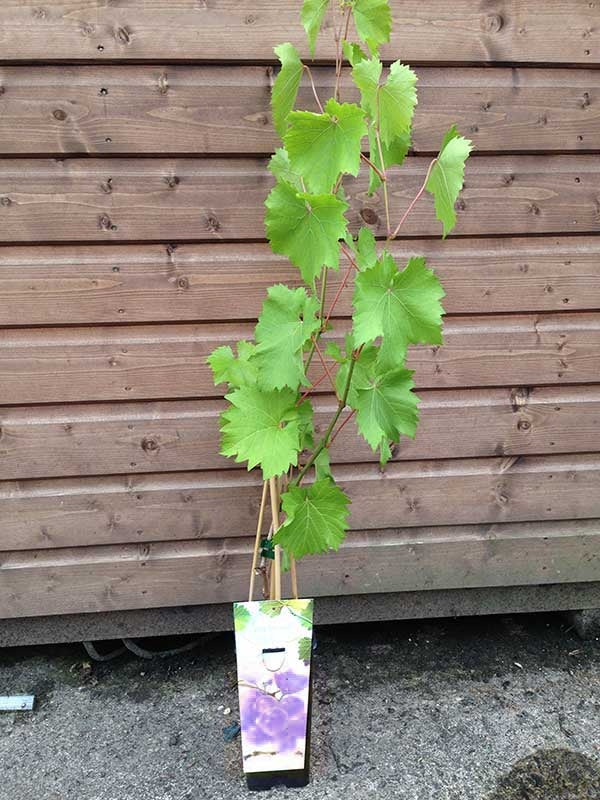Black / Dark Blue Seedless Grape Vine 'Glenora' Grow Outdoors Seedless ...