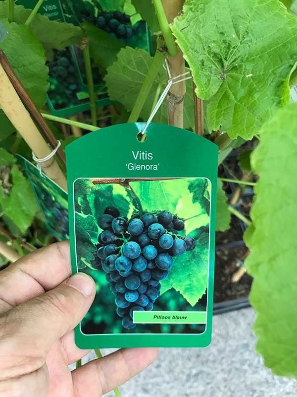 Black / Dark Blue Seedless Grape Vine 'Glenora' Grow Outdoors Seedless ...